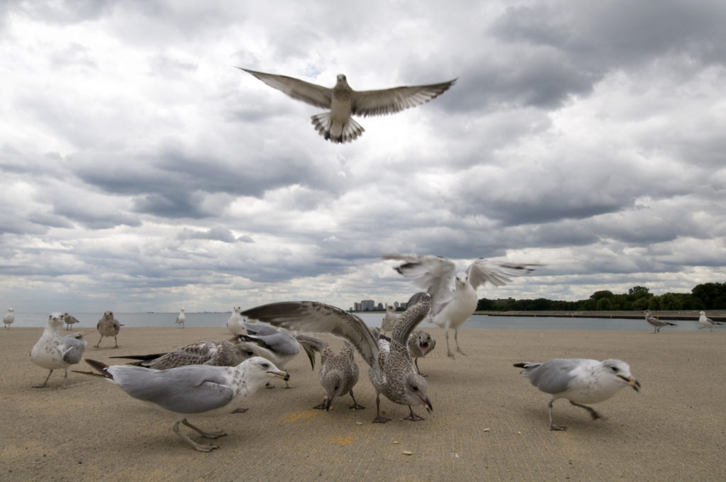 Birding in the Great Lakes region - Alliance for the Great Lakes